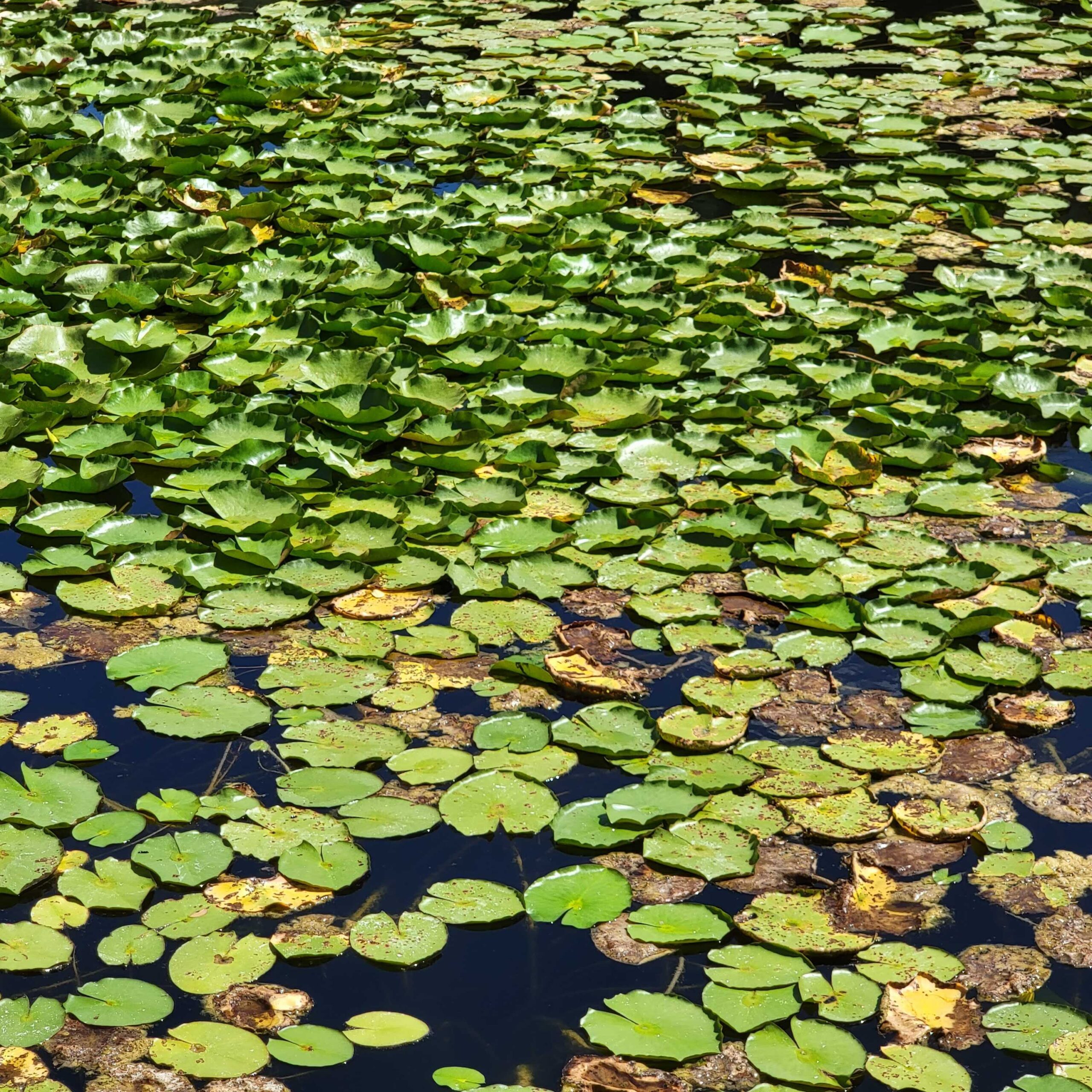 Status Update: Overhauling the FIRE Withdrawal Strategy Algorithms Page ...